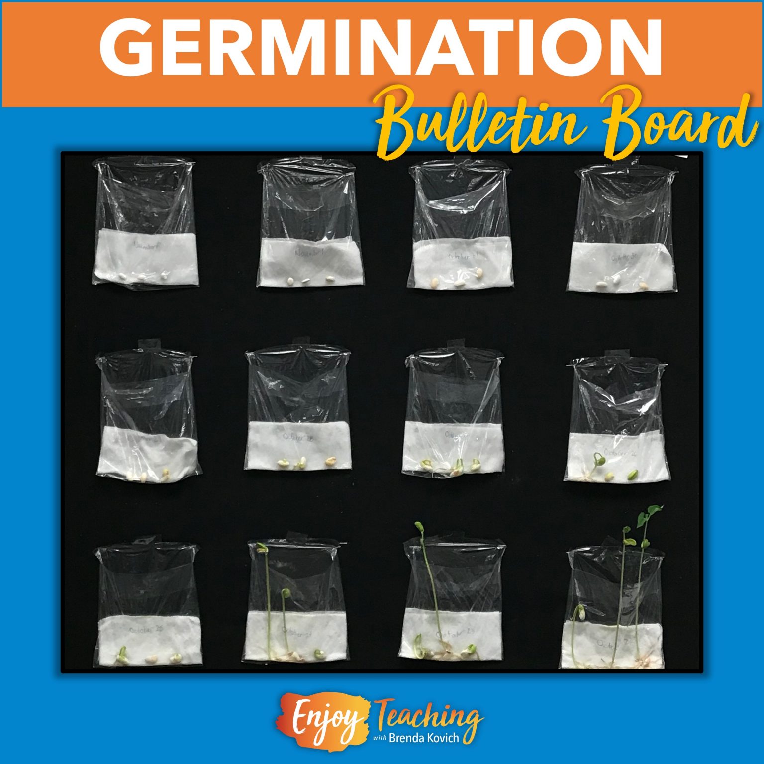 How to Germinate Seeds in a Plastic Bag - Plants Bulletin Board