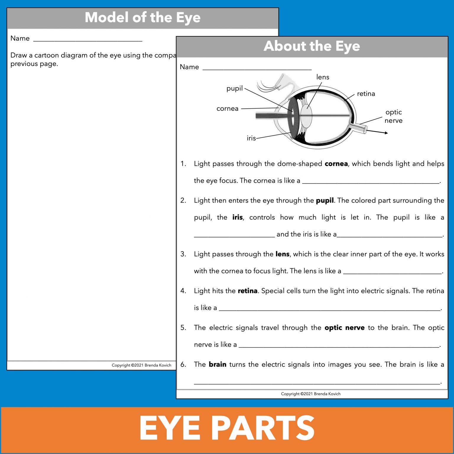 Teaching About the Eye and Vision in Fourth Grade
