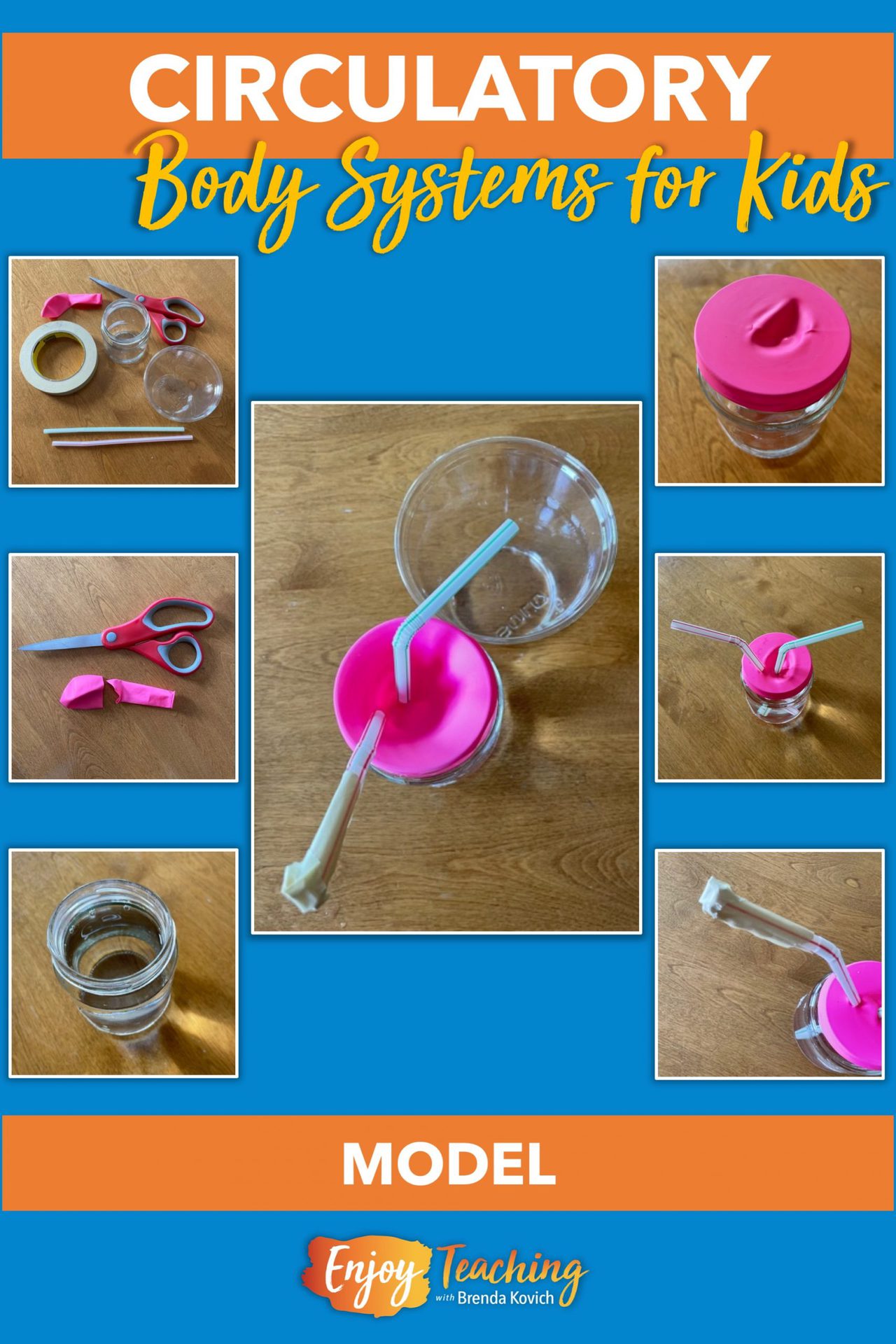 How to Build Body Systems Models for Kids