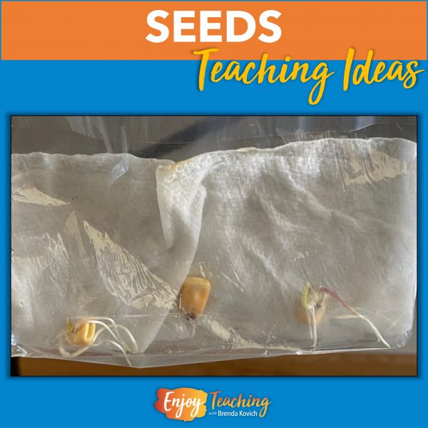 Amazing Ideas for Teaching About Seeds - Germination & Dispersal
